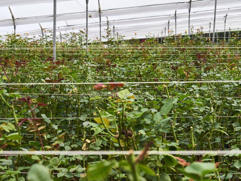 Plantation Roses Growing Inside in a Greenhouse Stock Photo - Image of ...