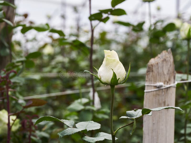 Plantation Roses Growing Inside in a Greenhouse Stock Image - Image of ...