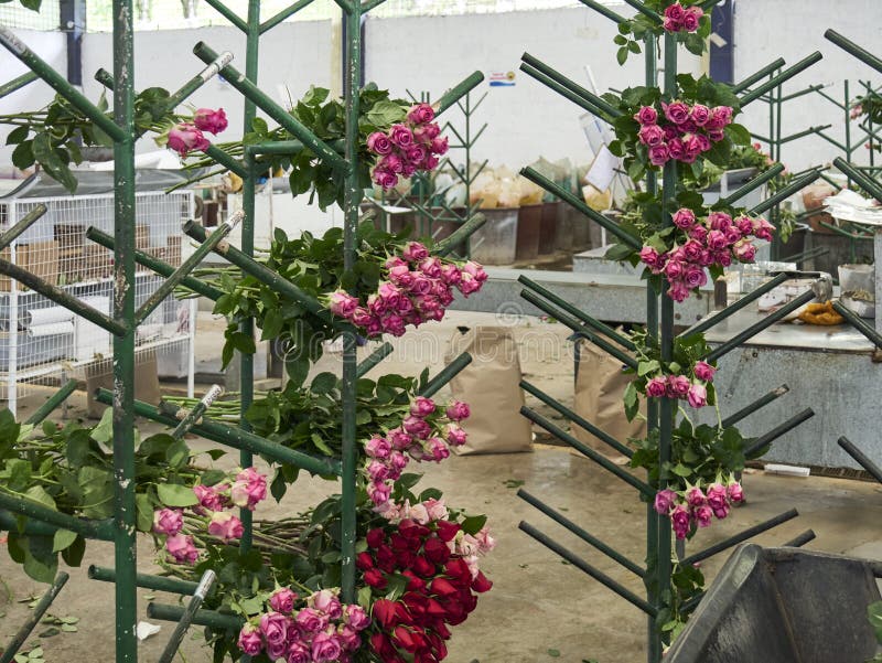 Plantation Roses Growing Inside in a Greenhouse Stock Photo - Image of ...