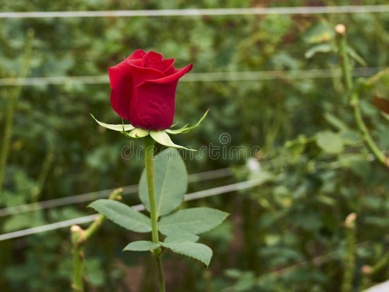 Plantation Roses Growing Inside in a Greenhouse Stock Image - Image of ...