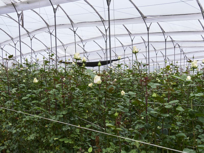 Plantation Roses Growing Inside in a Greenhouse Stock Photo - Image of ...