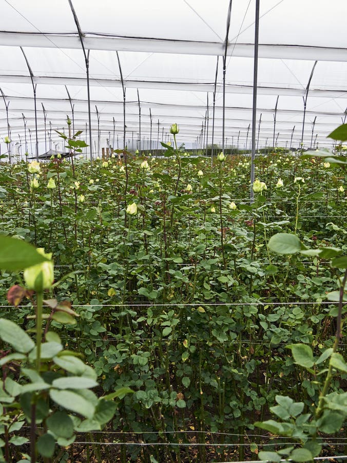 Plantation Roses Growing Inside in a Greenhouse Stock Image - Image of ...