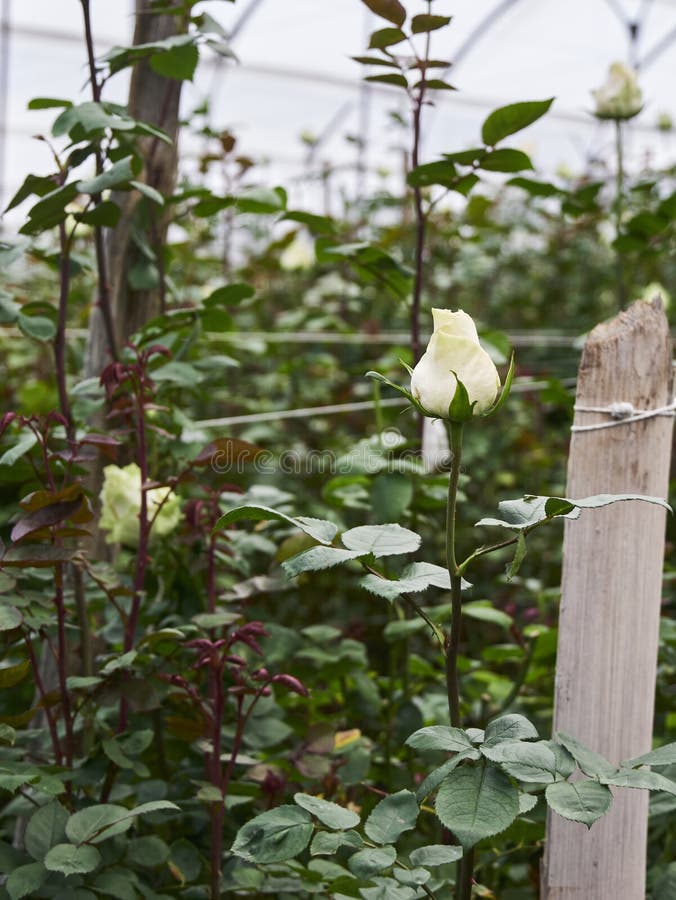 Plantation Roses Growing Inside in a Greenhouse Stock Photo - Image of ...