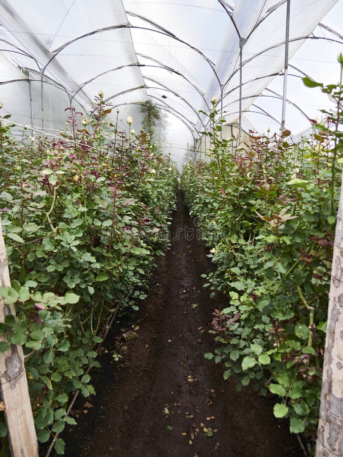 Plantation Roses Growing Inside in a Greenhouse Stock Photo - Image of ...
