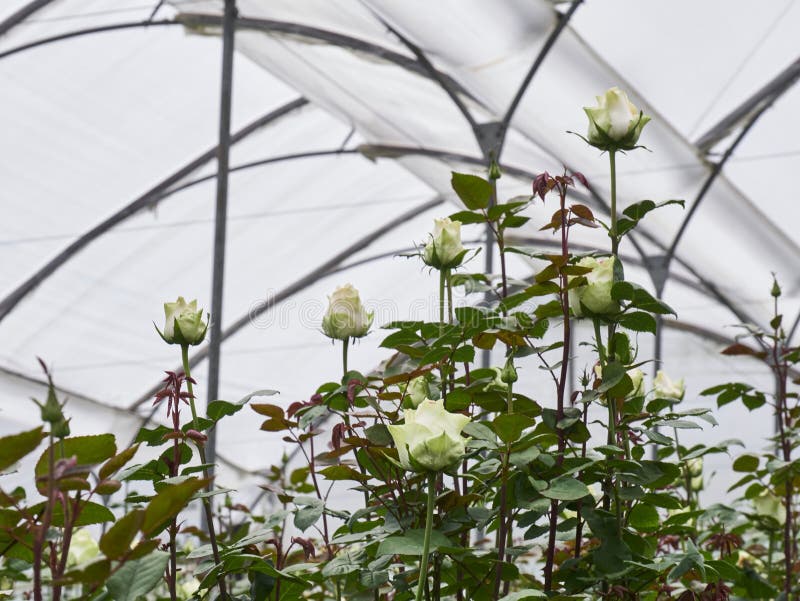 Plantation Roses Growing Inside in a Greenhouse Stock Image - Image of ...