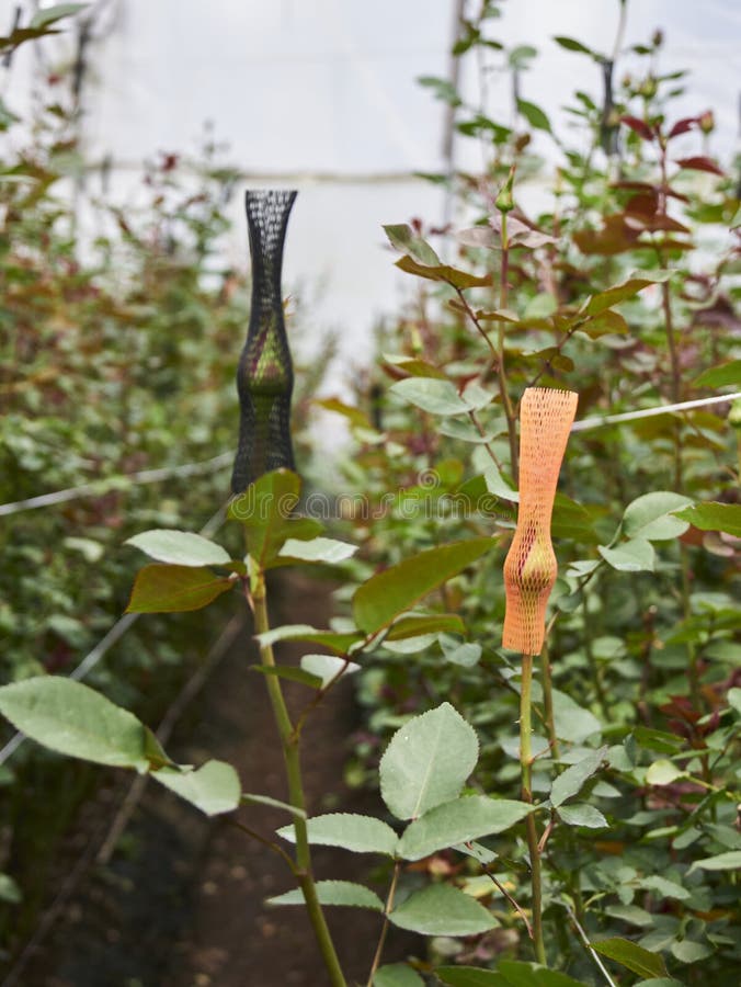 Plantation Roses Growing Inside in a Greenhouse Stock Image - Image of ...