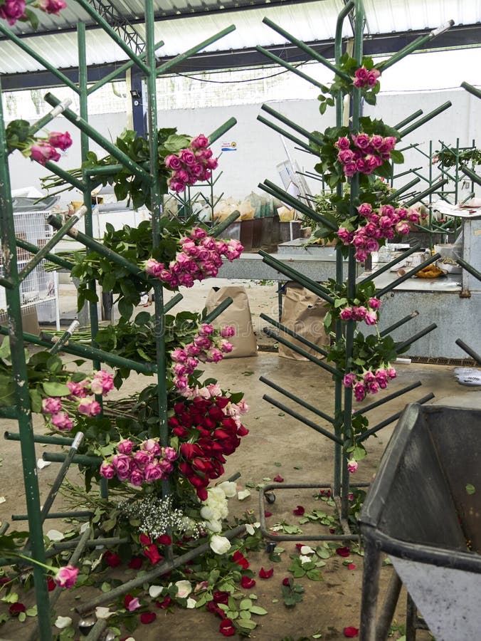 Plantation Roses Growing Inside in a Greenhouse Stock Photo - Image of ...