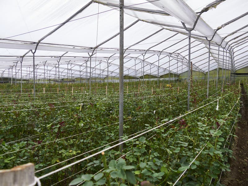 Plantation Roses Growing Inside in a Greenhouse Stock Image - Image of ...