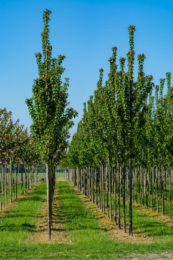 Plantation with Rows of Green Garden Decorative Trees in Different ...