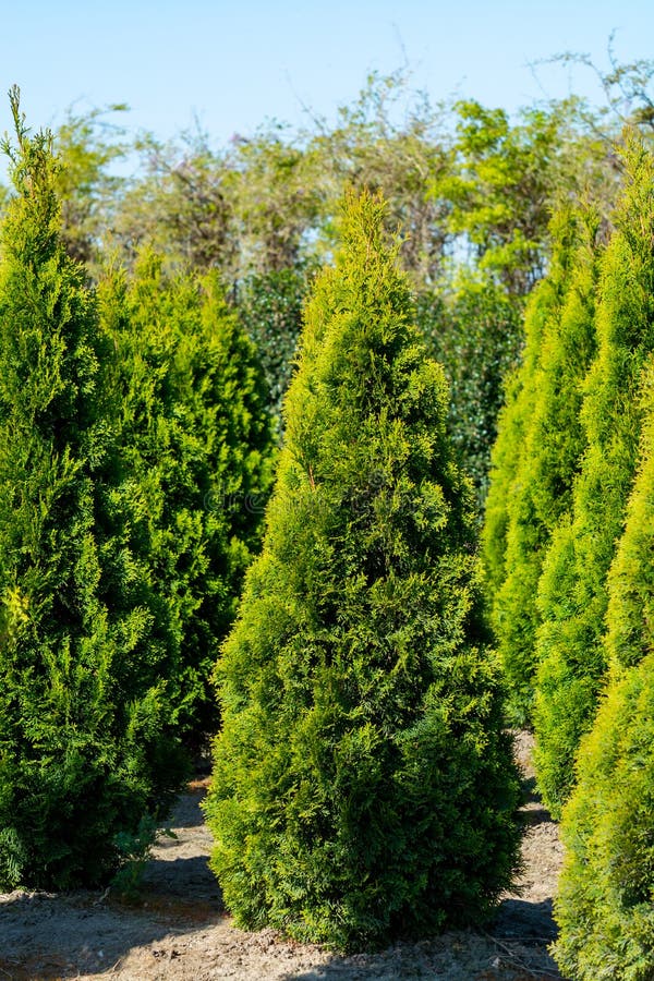 Plantation with Rows of Thuja, Coniferum, Cyprus, Pine Trees in ...