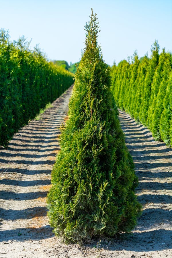 Plantation with Rows of Thuja, Coniferum, Cyprus, Pine Trees in ...