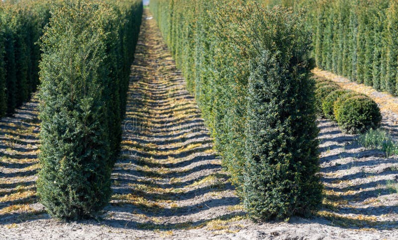 Plantation with Rows of Thuja, Coniferum, Cyprus, Pine Trees in ...