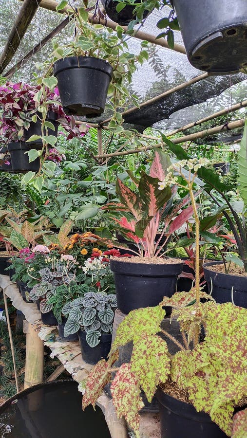 Plantation for sale stock image. Image of gardening - 262578481