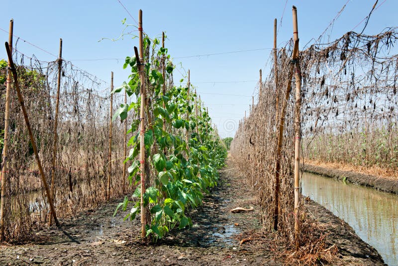 Plantation and small canal stock image. Image of agriculture - 21330755