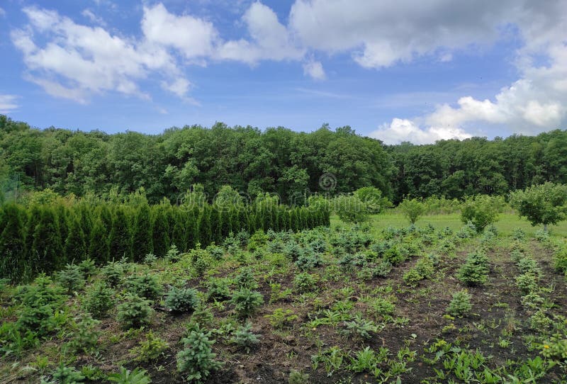 Plantation of Small Fir Trees and Thuja Trees Stock Photo - Image of ...