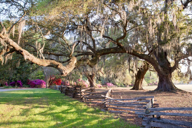 Plantation in spring stock image. Image of framed, peaceful - 40141373