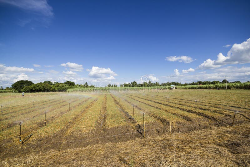 Plantation Sugar Cane stock photo. Image of plantationn - 44514684