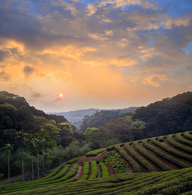 Plantation of Tea on Mountain Stock Image - Image of medicine, twig ...