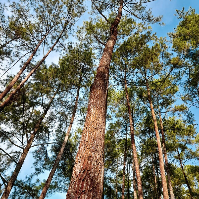 Tree and Sky, Generic Plantation in Tropical Forest Stock Photo - Image ...