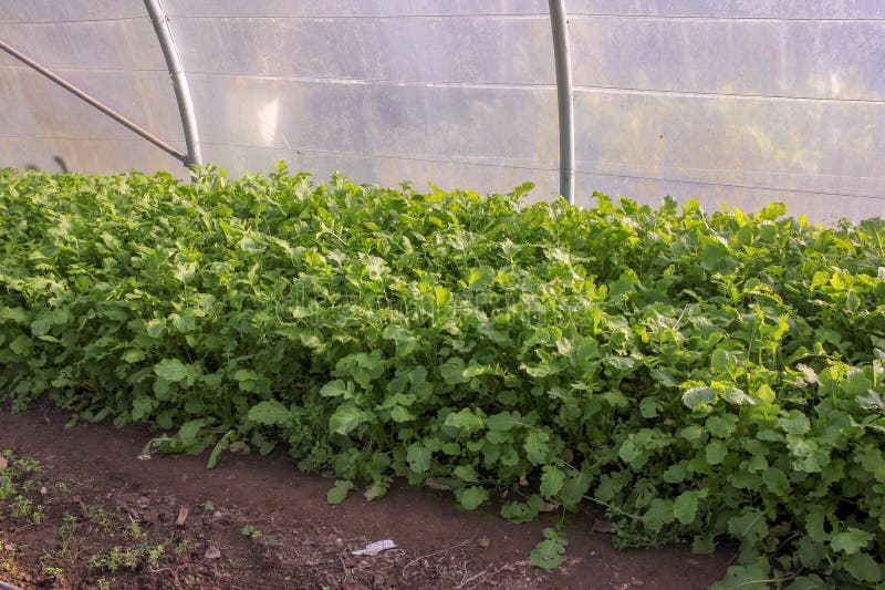 A Plantation of Turnips in a Greenhouse Stock Image - Image of crop ...