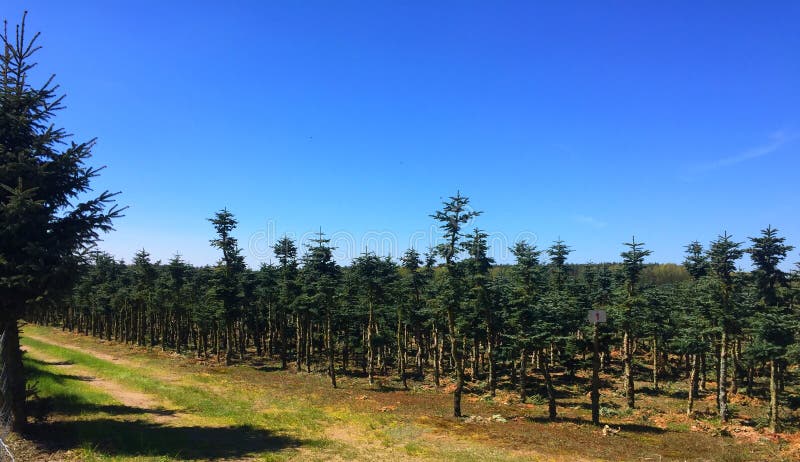 Plantation of Unique Type of Evergreen Trees in Poland Stock Photo ...