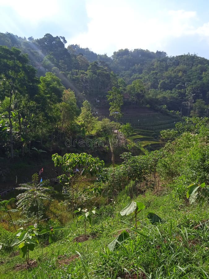 Plantation View in the Hills of the Mount Stock Image - Image of mount ...