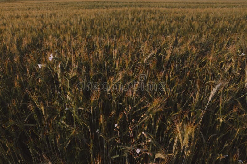 Texture of Wheat Crops Growing in the Field Stock Photo - Image of ...