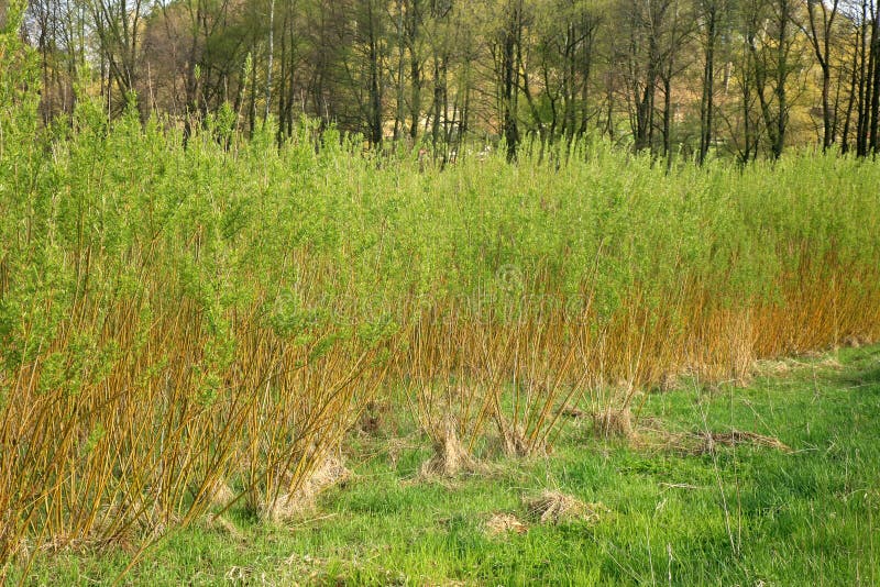 Plantation willow energy stock photo. Image of background - 91202968
