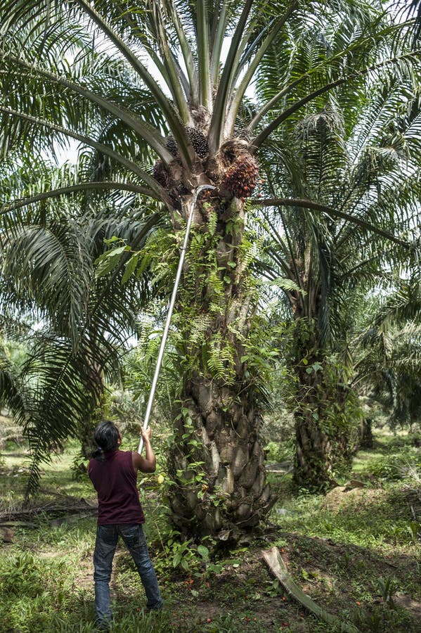 Plantation Worker editorial stock photo. Image of nature - 39796188
