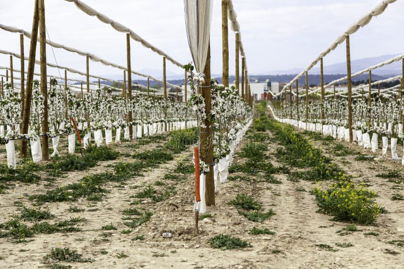Plantation of Young Pear Trees Stock Photo - Image of farming ...
