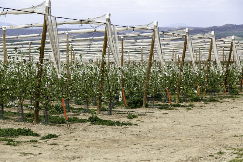 Plantation of Young Pear Trees Stock Photo - Image of orchard ...