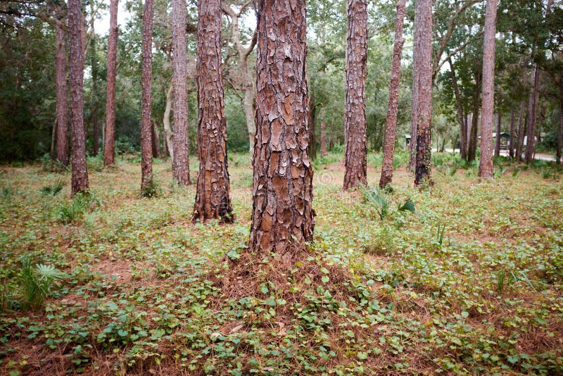 Plantation of Young Pine Trees Stock Image - Image of hiking, grove ...