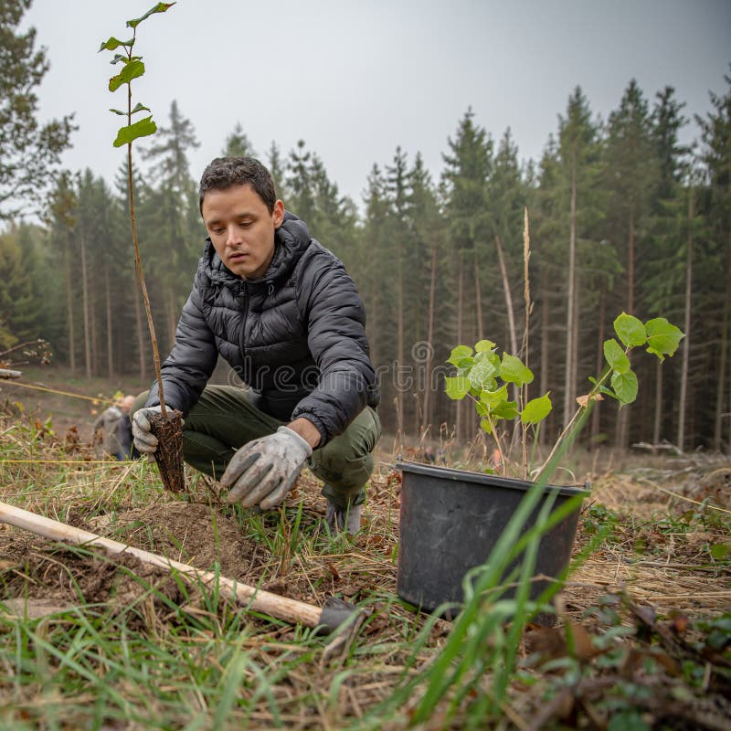 Plantation of Young Trees for Forest Regeneration after Intervention by ...