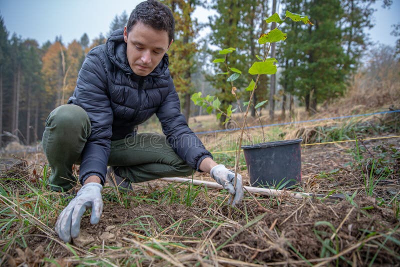 Plantation of Young Trees for Forest Regeneration after Intervention by ...