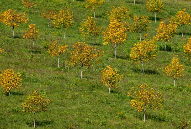A Plantation of Young Walnut Trees in Autumn Stock Image - Image of ...
