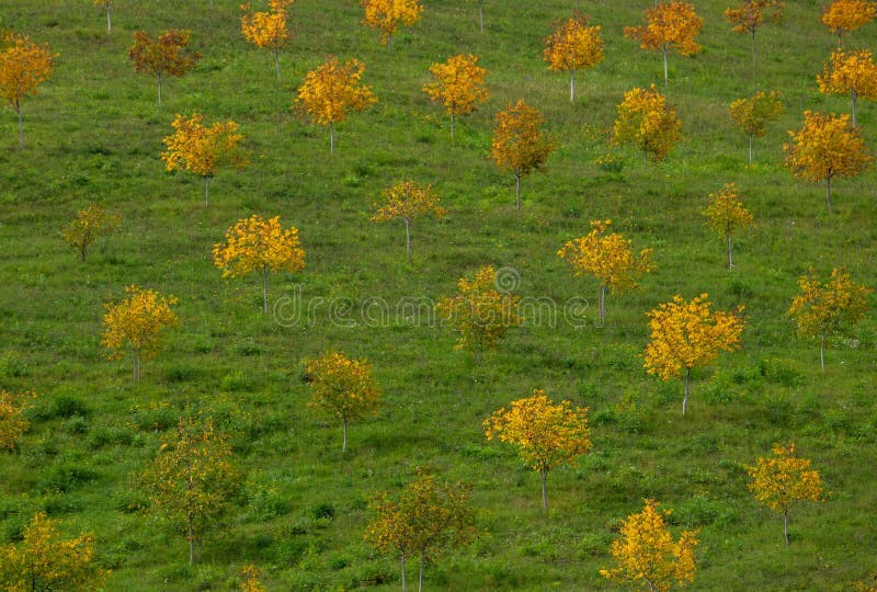 A Plantation of Young Walnut Trees in Autumn Stock Image - Image of ...