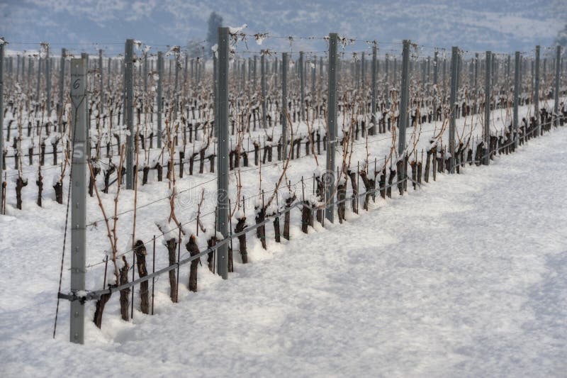 Plantations stock image. Image of strain, fight, farm - 23629779