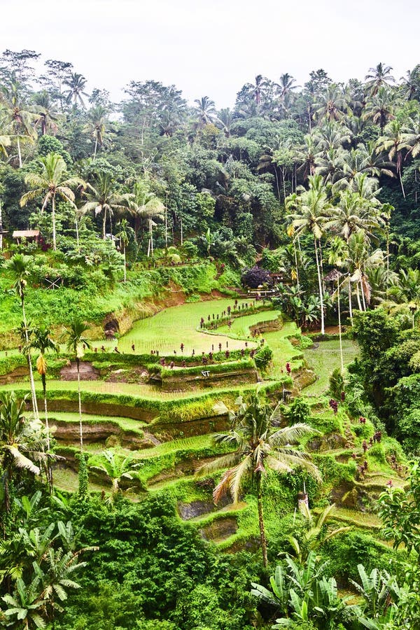 Plantations De Riz Dans Bali Vue De Ci-avant Image stock - Image du ...