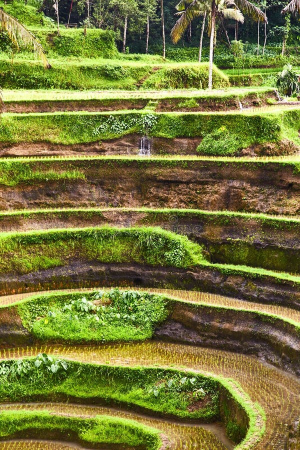 Plantations De Riz Dans Bali Vue De Ci-avant Image stock - Image du ...