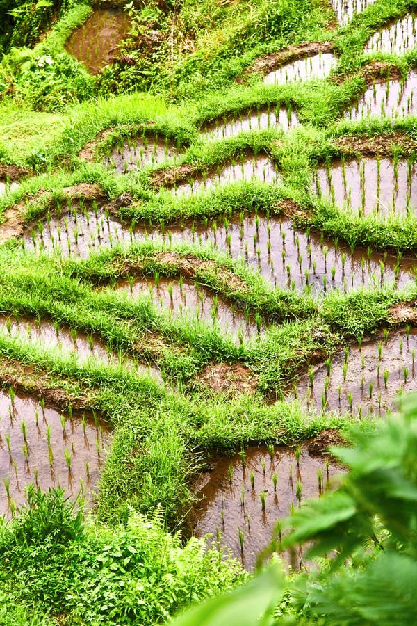 Plantations De Riz Dans Bali Vue De Ci-avant Photo stock - Image du ...