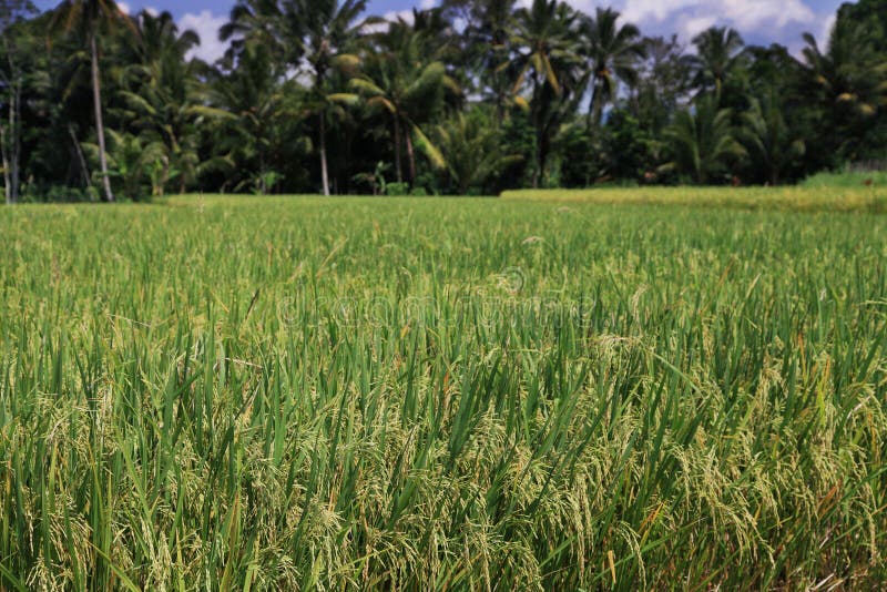 Plantations De Riz Dans Bali Vue De Ci-avant Image stock - Image du ...