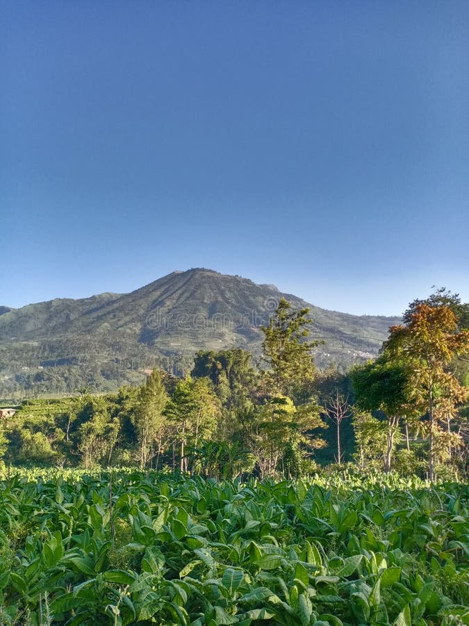 Plantations at the Foot of the Mountain, the Land of Java Stock Image ...