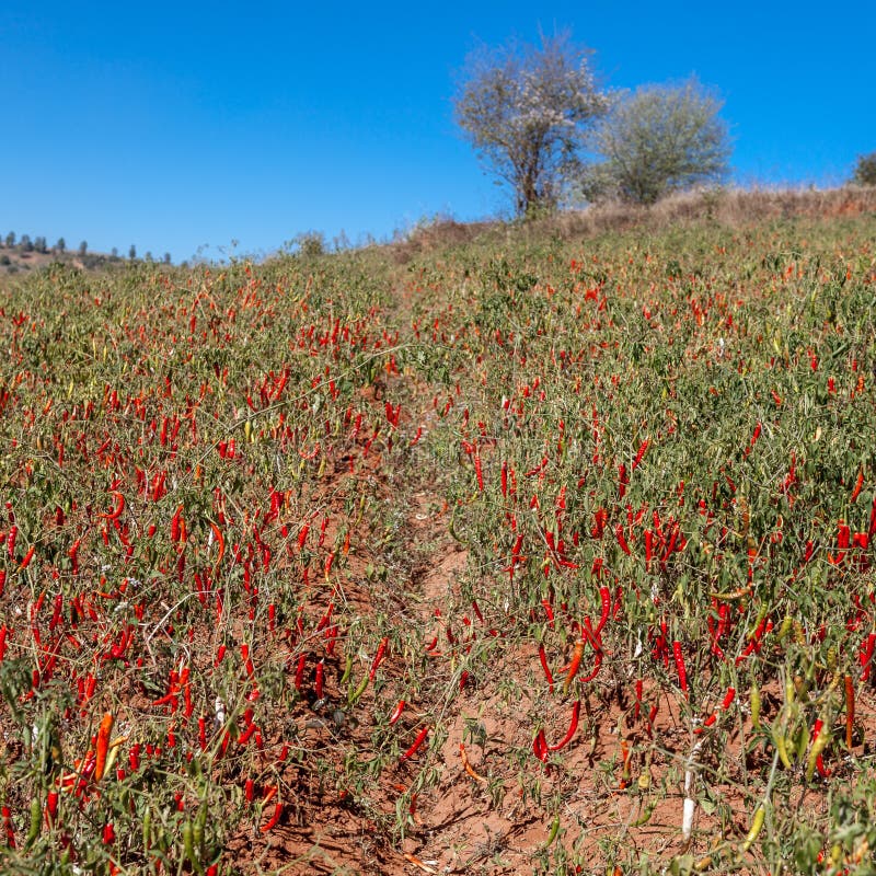 Plantations of Peppers in the Field Stock Photo - Image of freshness ...