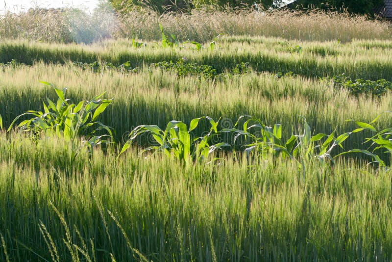 Plantations of Rye, Barley and Corn Stock Photo - Image of brightly ...