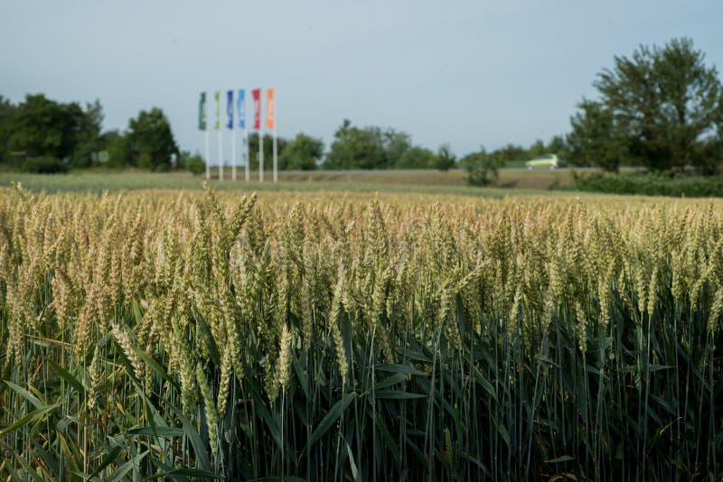Various Types of Grain Crops, Patches of Ripe Fields with Blue Skies ...