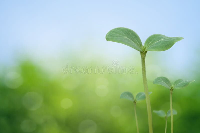 Ung tree arkivfoto. Bild av natur, litet, sapande, ekologi - 26779442