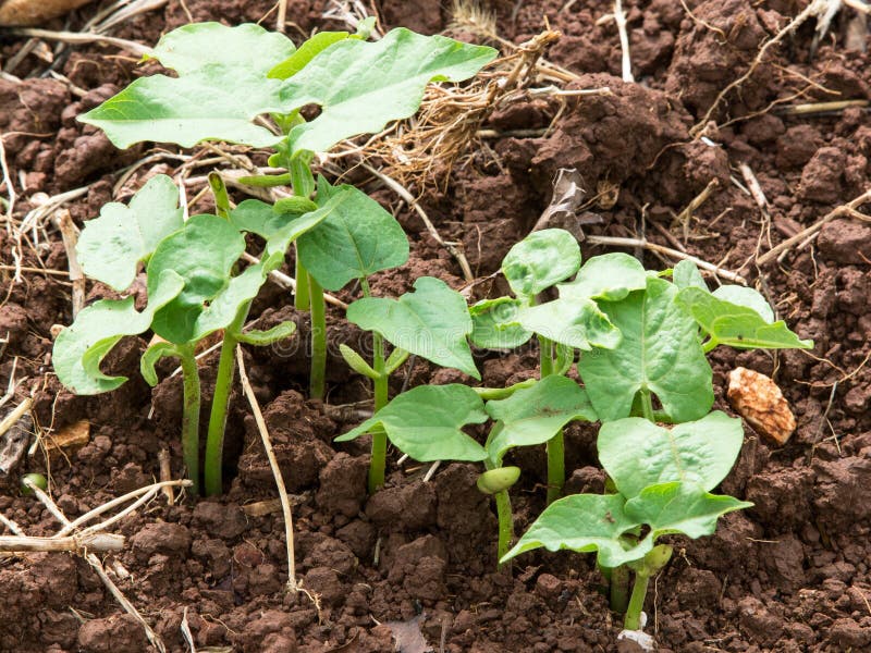 Grande Zone D'haricot Rouge Image stock - Image du labouré, agriculture ...