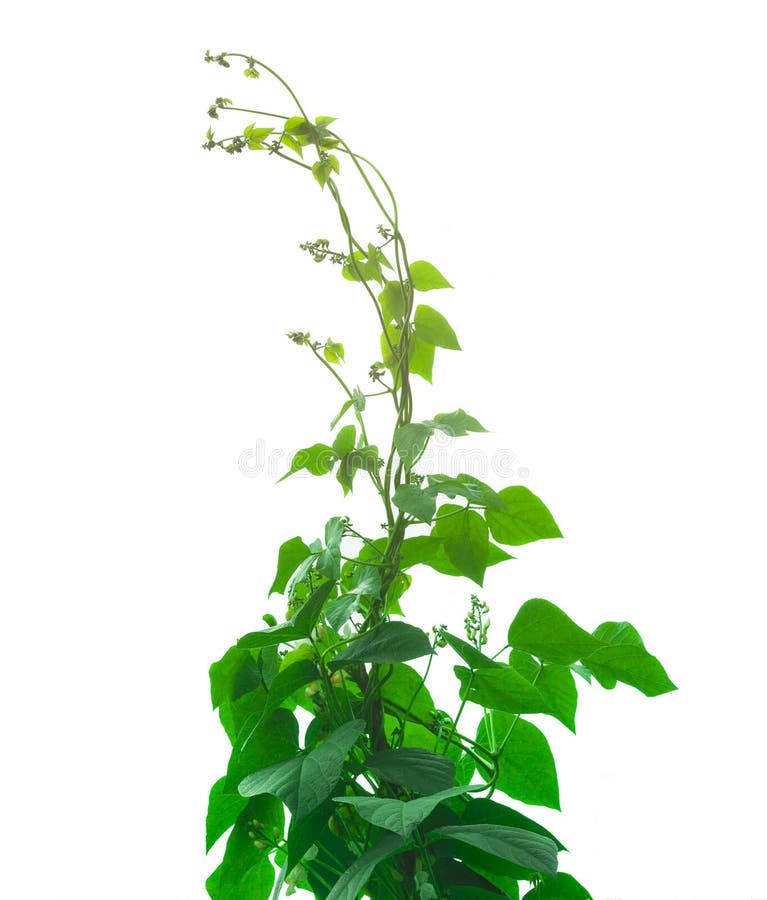 Plante De Haricot Et Feuille D'isolement Photo stock - Image of nature ...