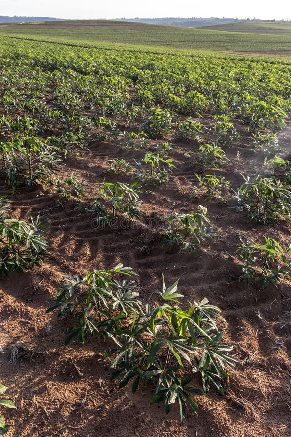 Plante De Manioc Ou De Manioc Sur Le Champ Image stock - Image du ...