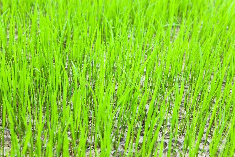 Plante de riz photo stock. Image du asiatique, céréale - 25432878